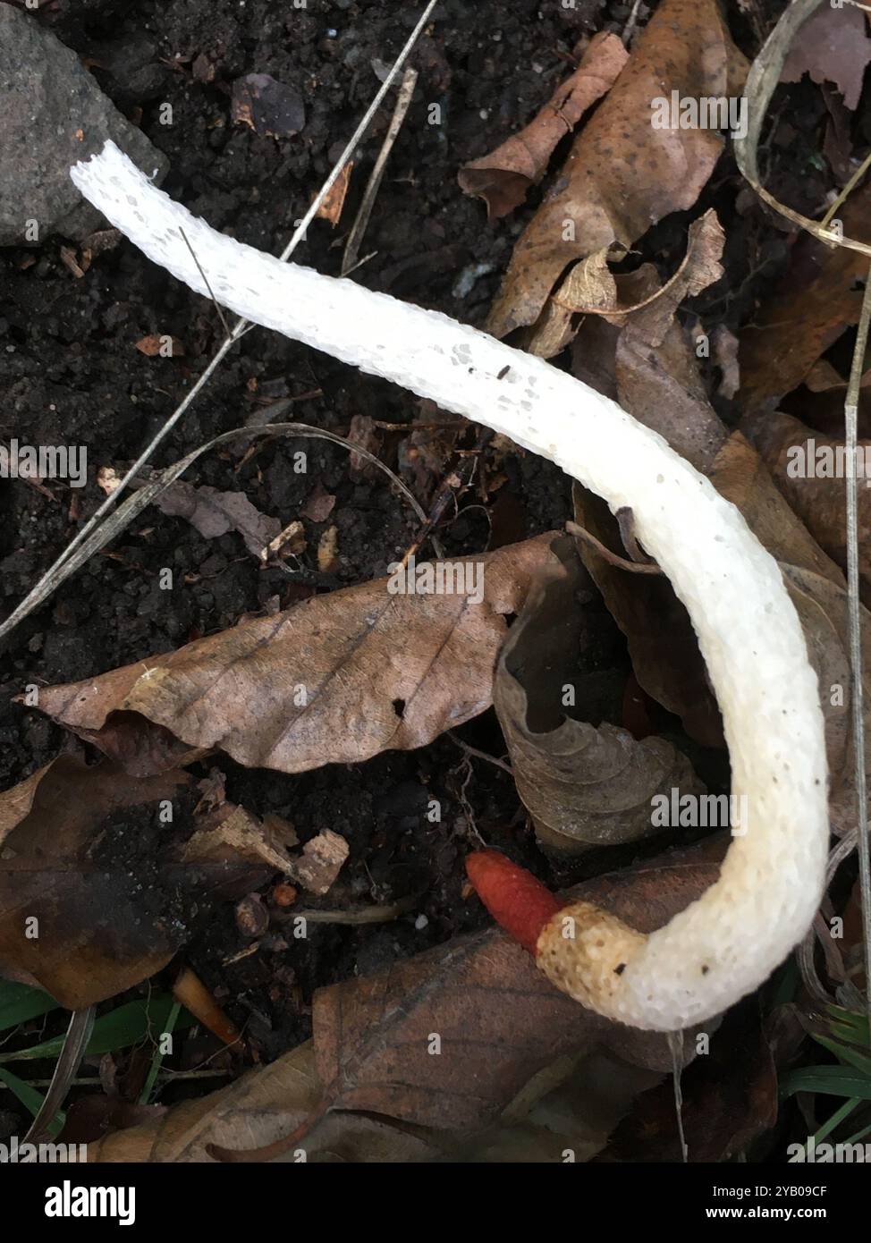 dog stinkhorn (Mutinus caninus) Fungi Stock Photo - Alamy