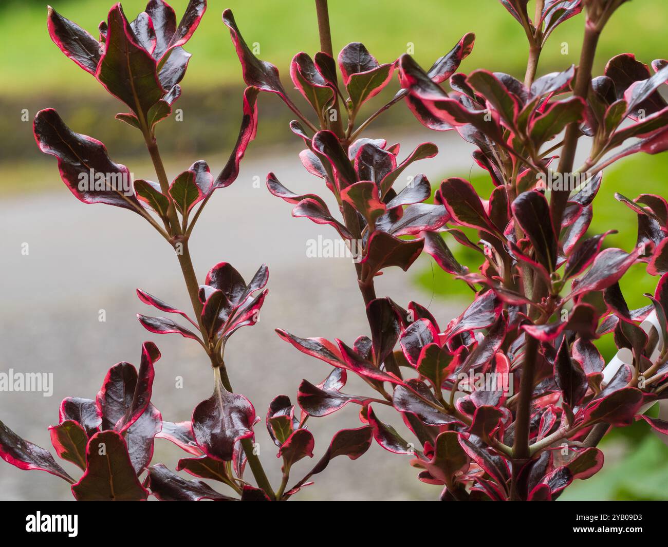 Red margined bronze variegated foliage of the small, compact, half ...