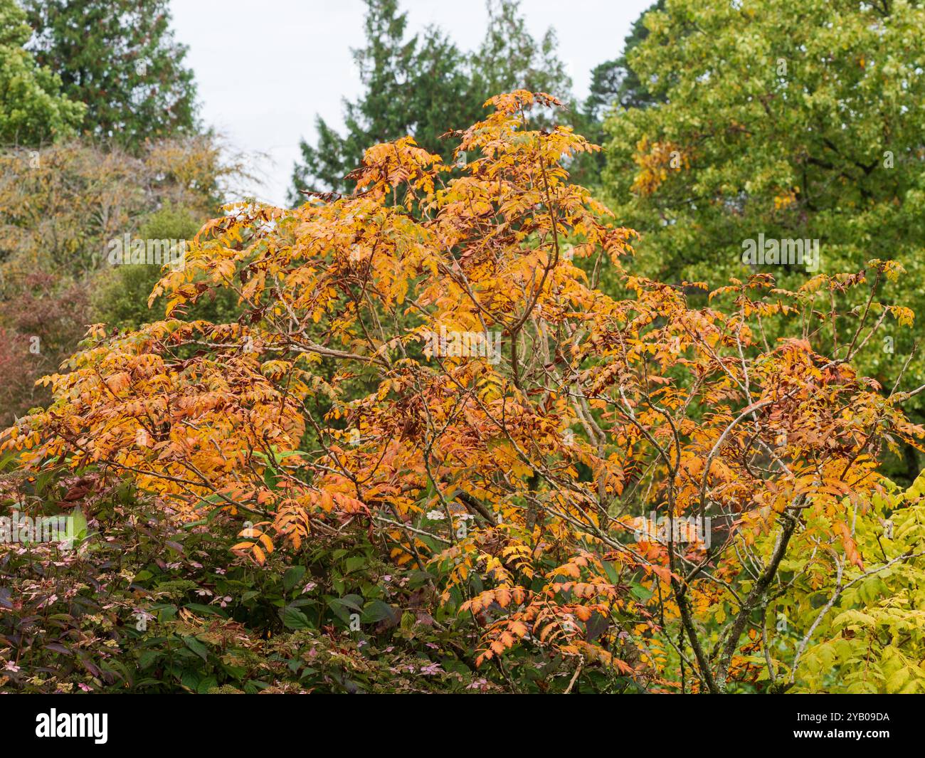 Coppery autumn foliage of the small, hardy ornamental deciduous Golden ...