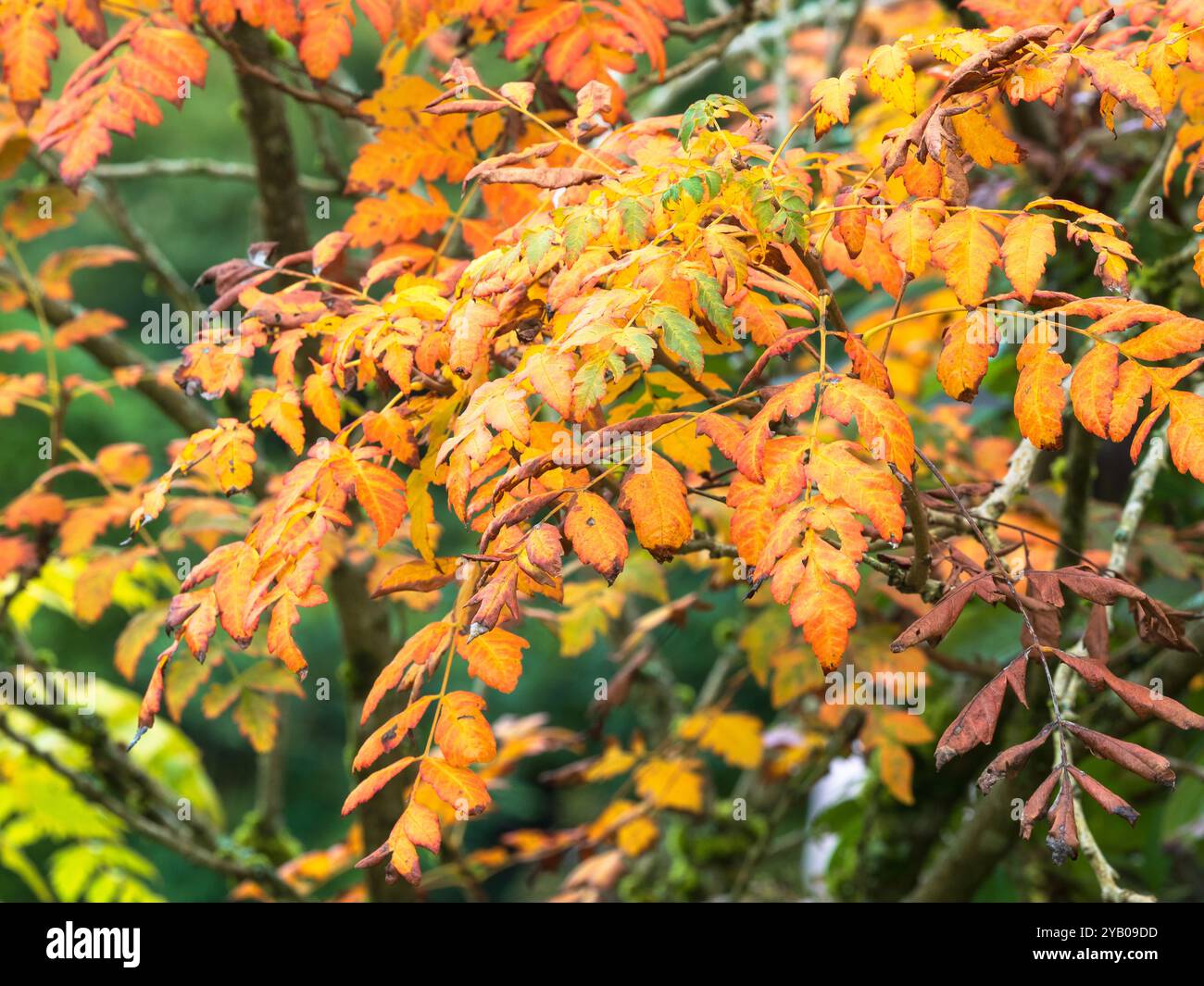 Coppery autumn foliage of the small, hardy ornamental deciduous Golden ...