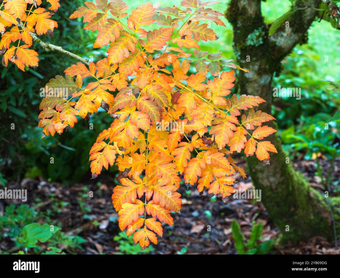 Coppery autumn foliage of the small, hardy ornamental deciduous Golden ...
