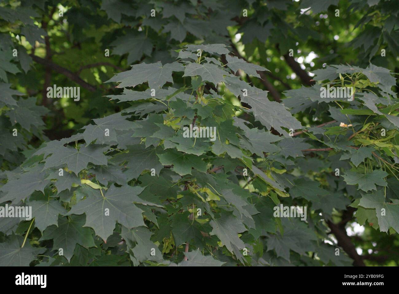 Norway maple (Acer platanoides) Plantae Stock Photo - Alamy