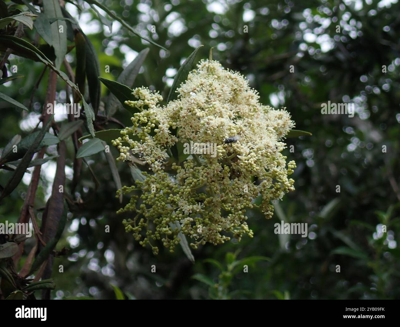 False Olive (Buddleja saligna) Plantae Stock Photo - Alamy