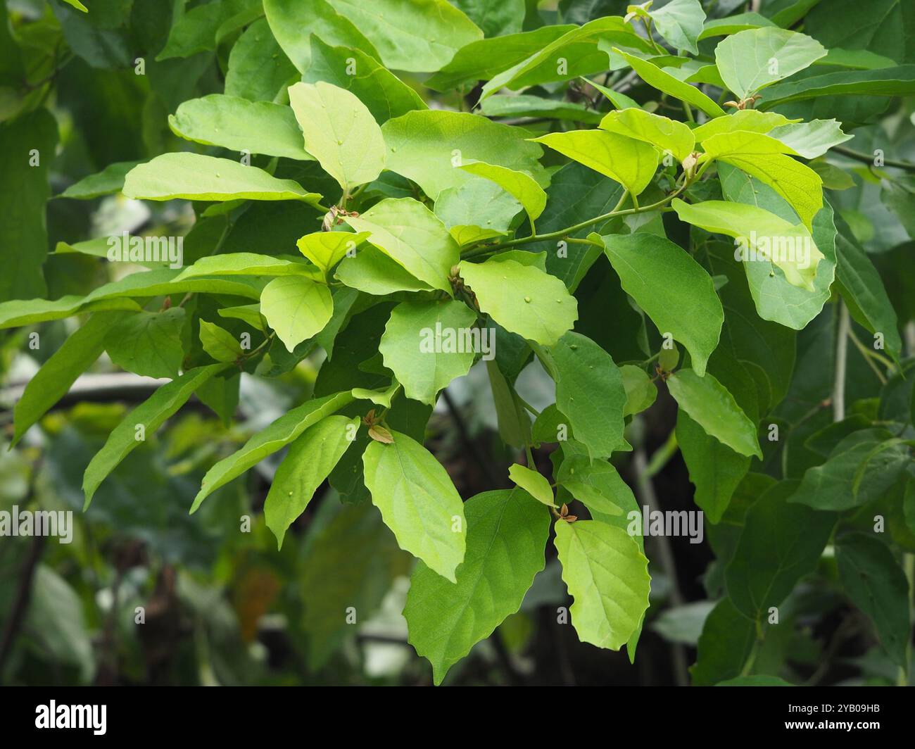 Clammy Cherry (Cordia dichotoma) Plantae Stock Photo - Alamy