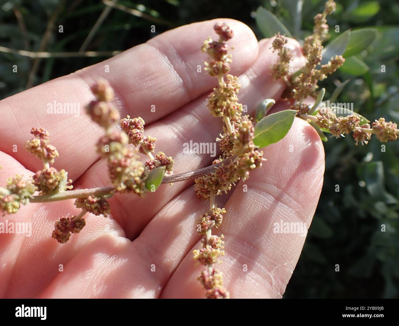 Mediterranean Saltbush (Atriplex halimus) Plantae Stock Photo - Alamy