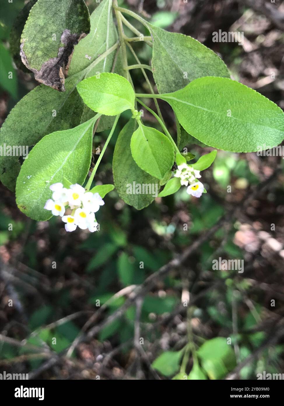 Button Sage (Lantana involucrata) Plantae Stock Photo - Alamy