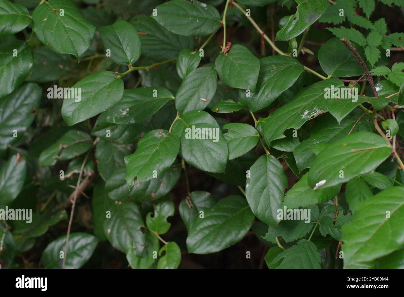 salal (Gaultheria shallon) Plantae Stock Photo - Alamy