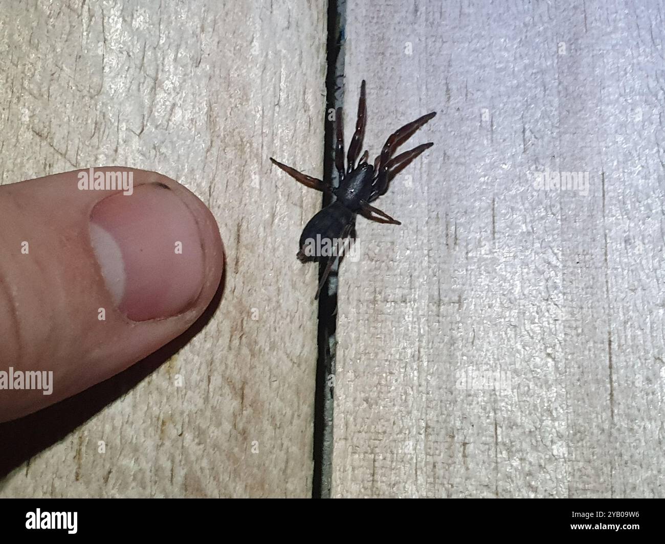 Eastern White-tail Spider (Lampona murina) Arachnida Stock Photo - Alamy