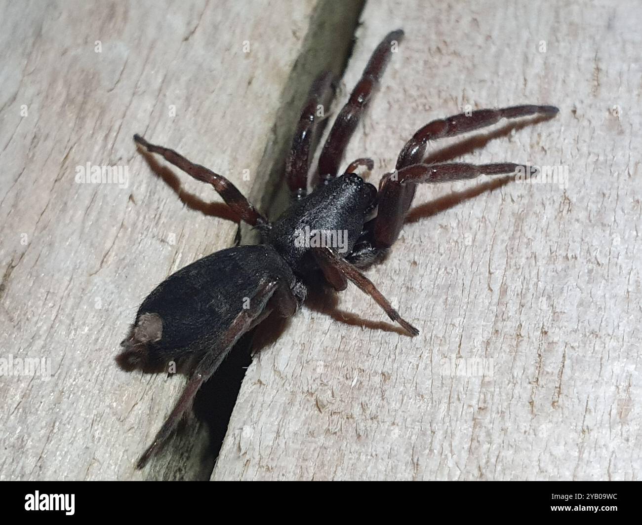 Eastern White-tail Spider (Lampona murina) Arachnida Stock Photo - Alamy