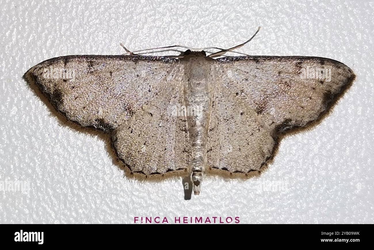 Perlata hi-res stock photography and images - Alamy