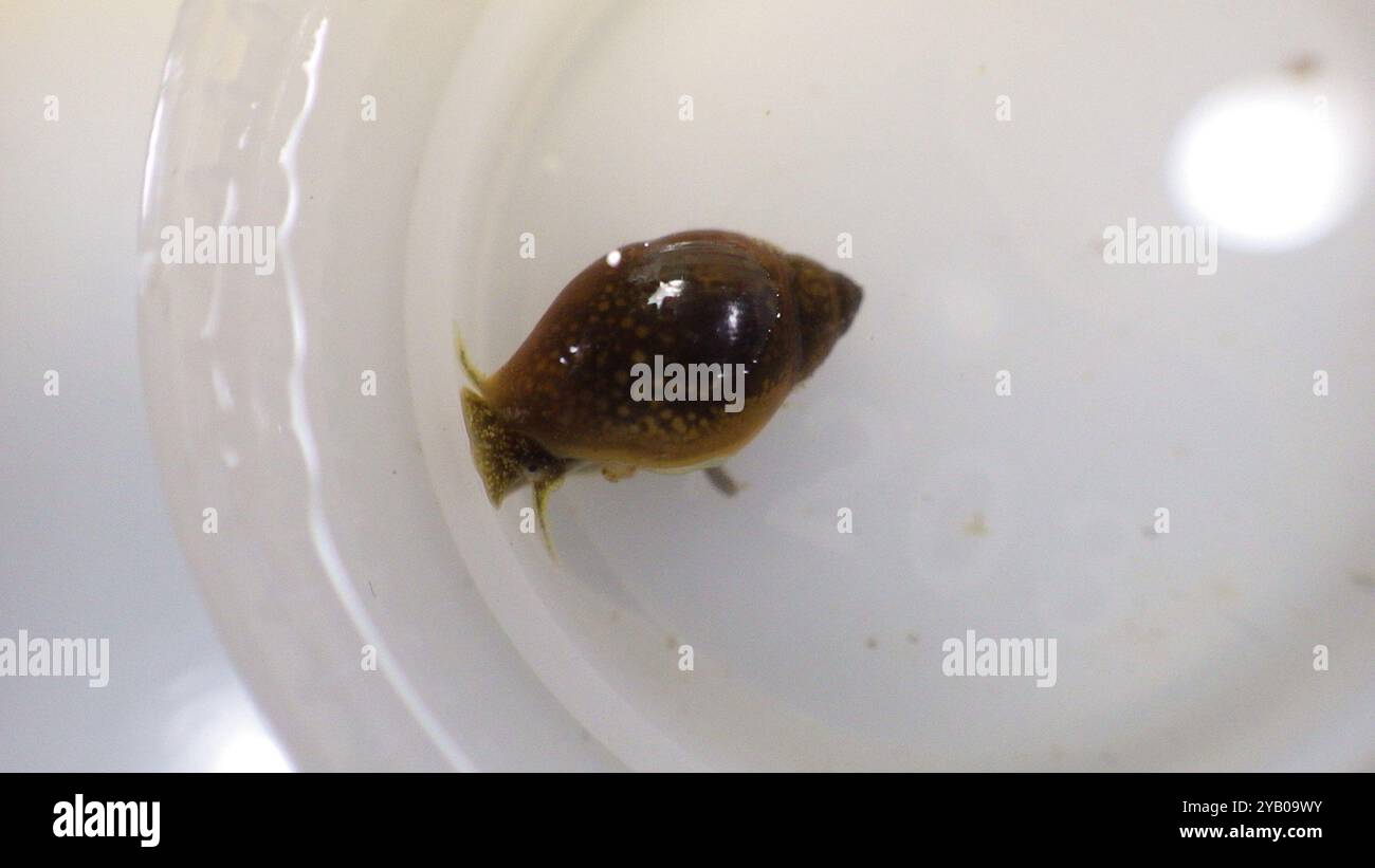 Bladder Snails (Physidae) Mollusca Stock Photo - Alamy
