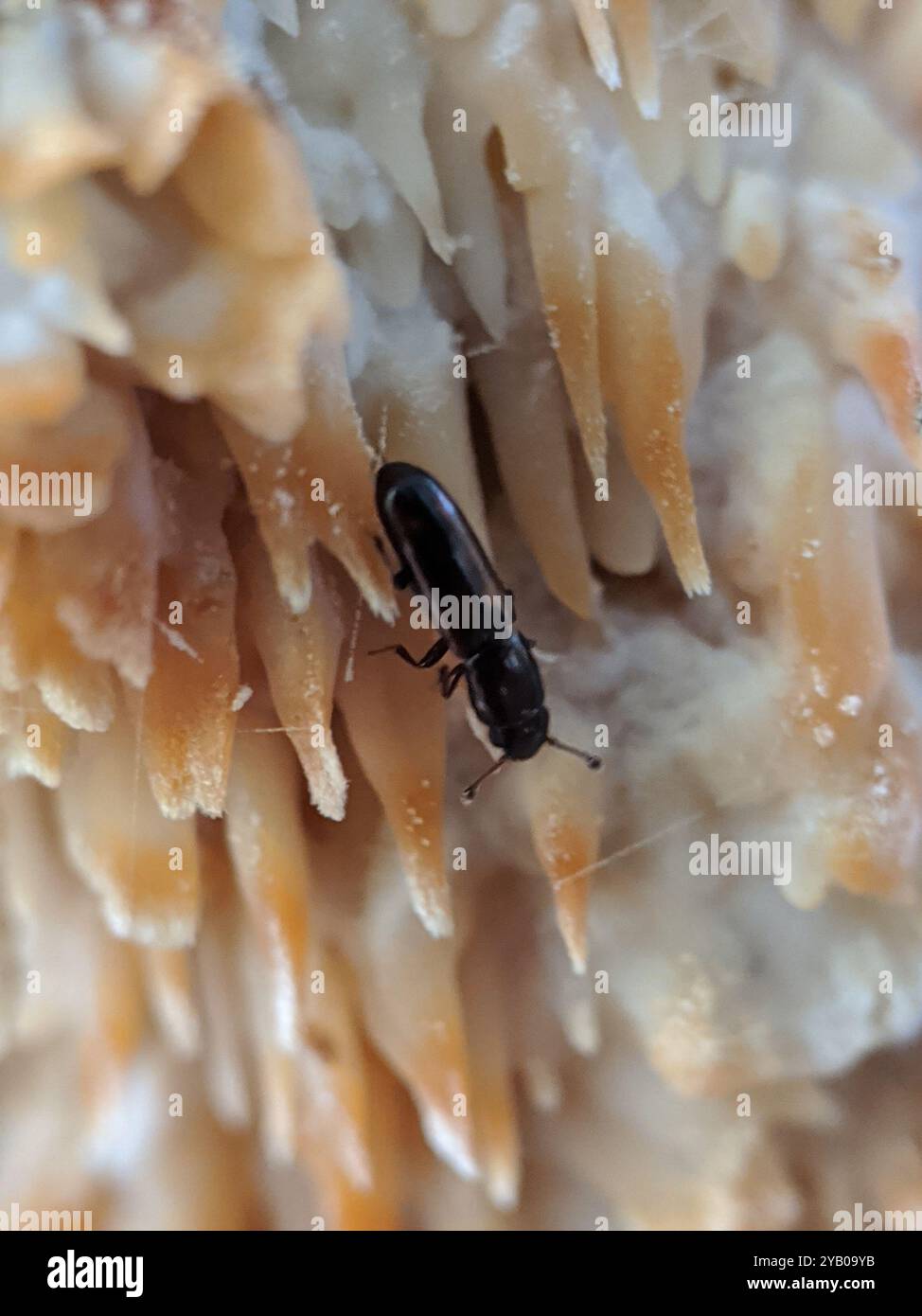 (Rhizophagus sayi) Insecta Stock Photo - Alamy