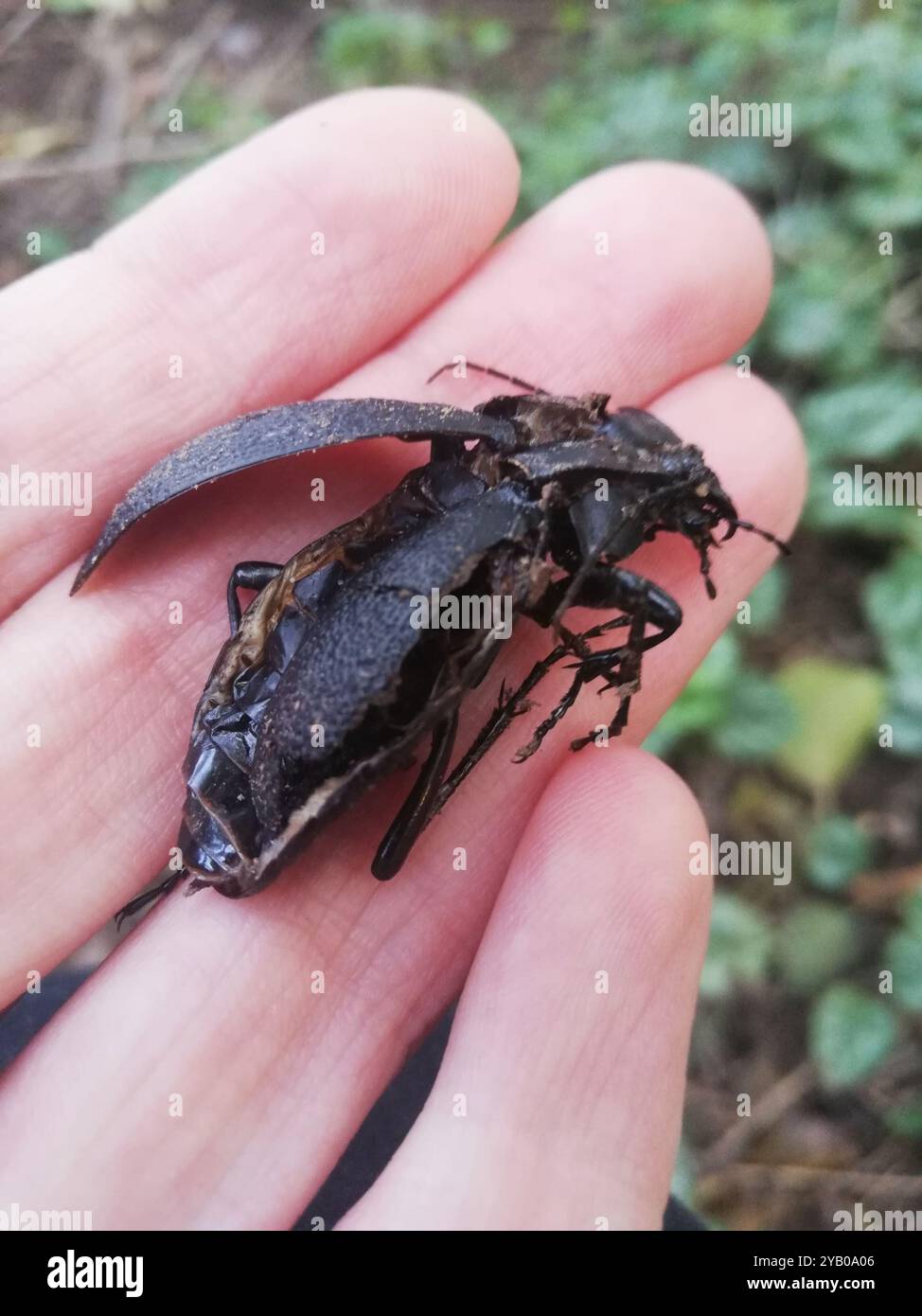 (Carabus coriaceus) Insecta Stock Photo - Alamy