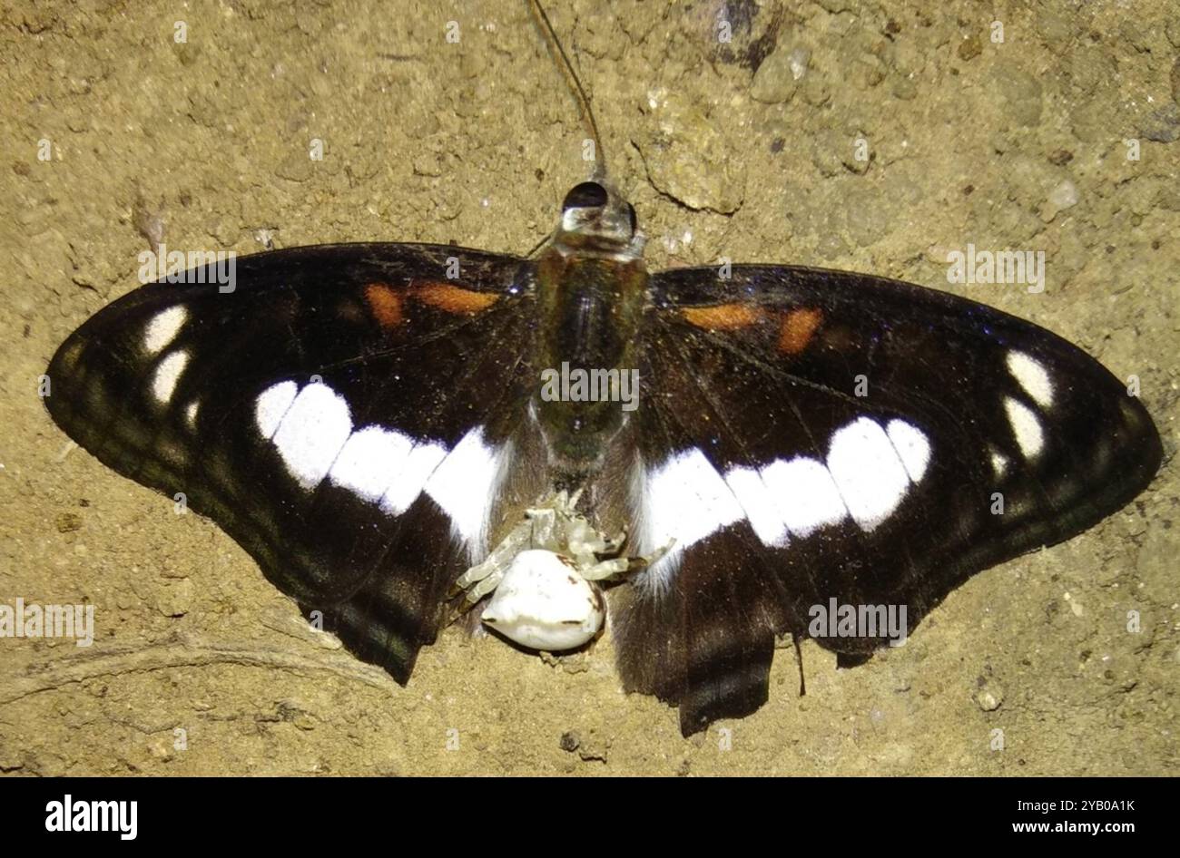 Staff Sergeant (Athyma selenophora) Insecta Stock Photo - Alamy
