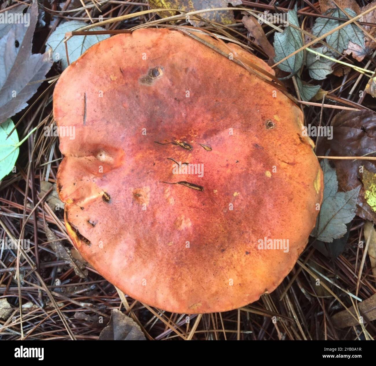 Lurid Bolete (Suillellus luridus) Fungi Stock Photo - Alamy