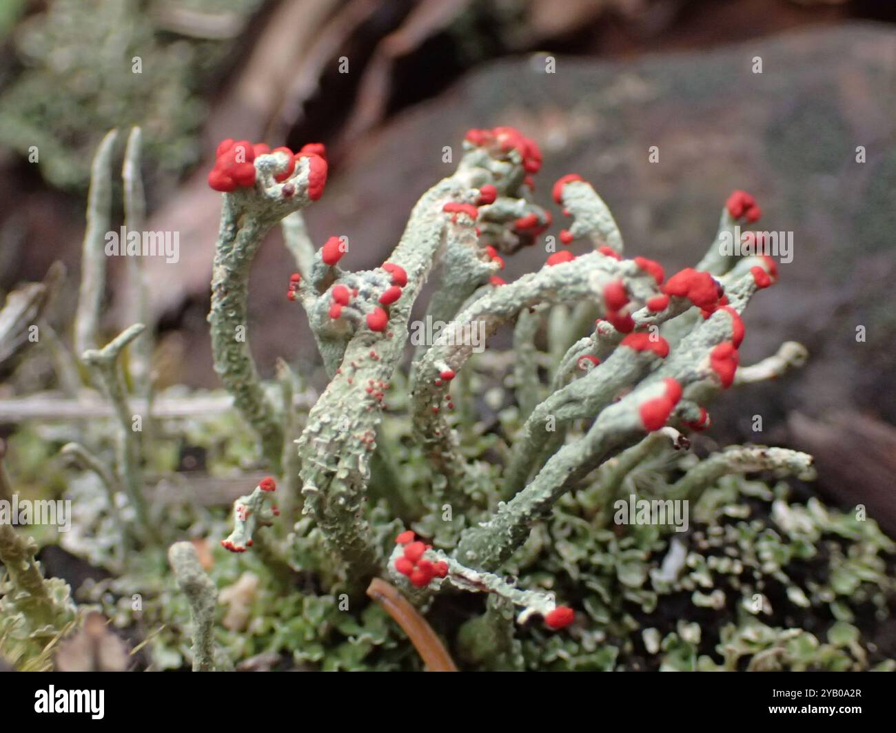 British soldier lichen (Cladonia cristatella) Fungi Stock Photo - Alamy