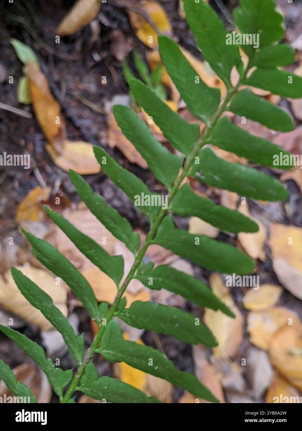 Christmas fern (Polystichum acrostichoides) Plantae Stock Photo - Alamy