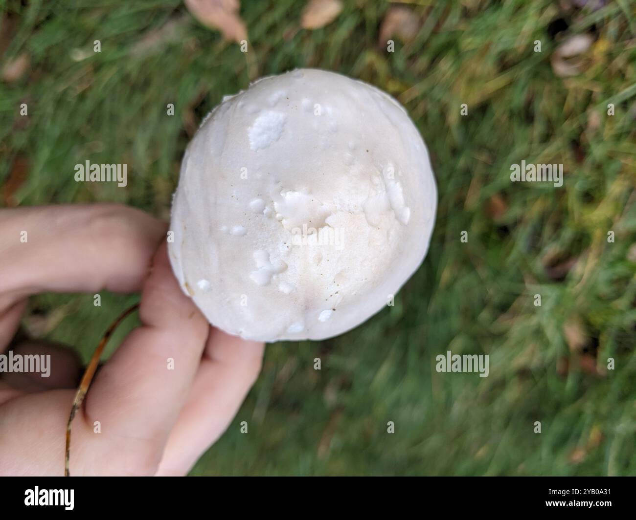 White Dapperling (Leucoagaricus leucothites) Fungi Stock Photo - Alamy