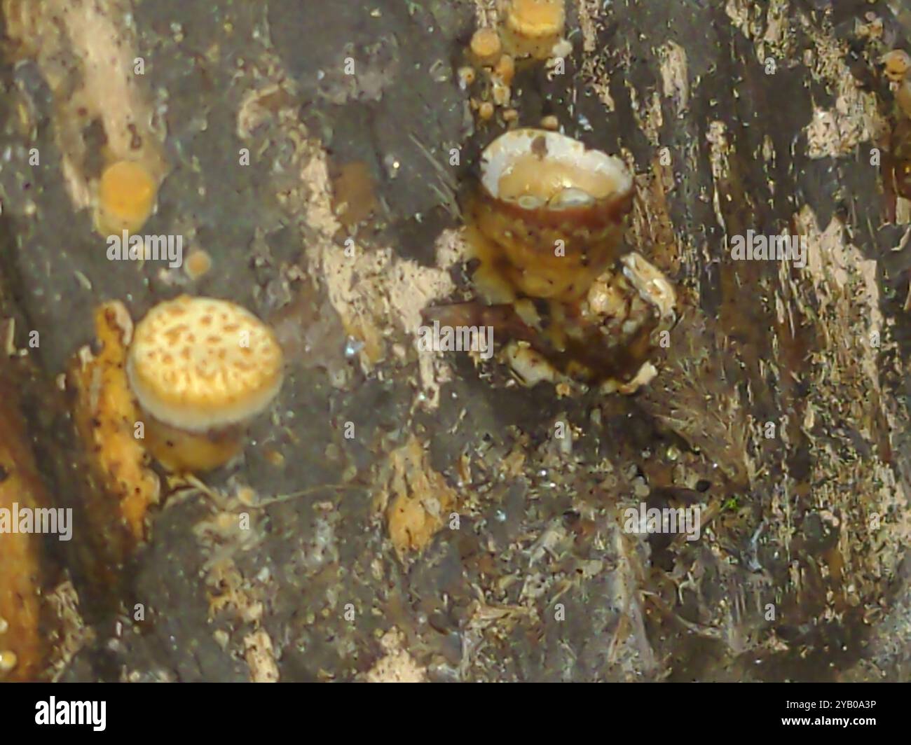 common bird's nest fungus (Crucibulum laeve) Fungi Stock Photo - Alamy