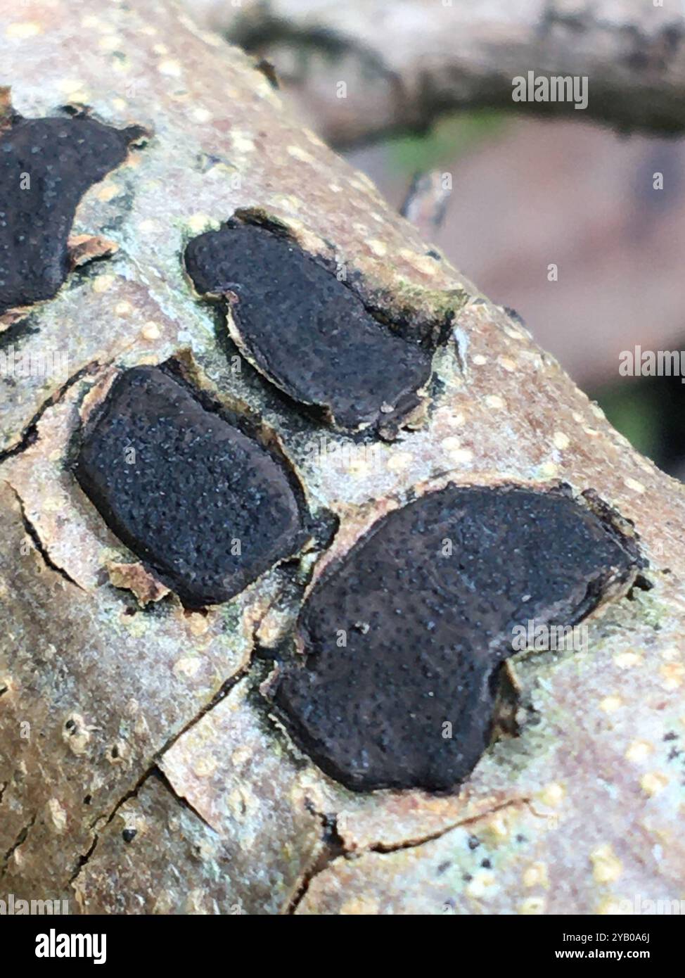 (Biscogniauxia capnodes) Fungi Stock Photo - Alamy