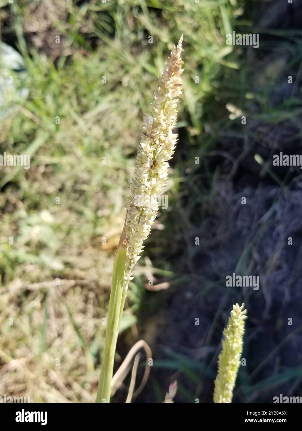 Barnyard Grasses (Echinochloa) Plantae Stock Photo - Alamy
