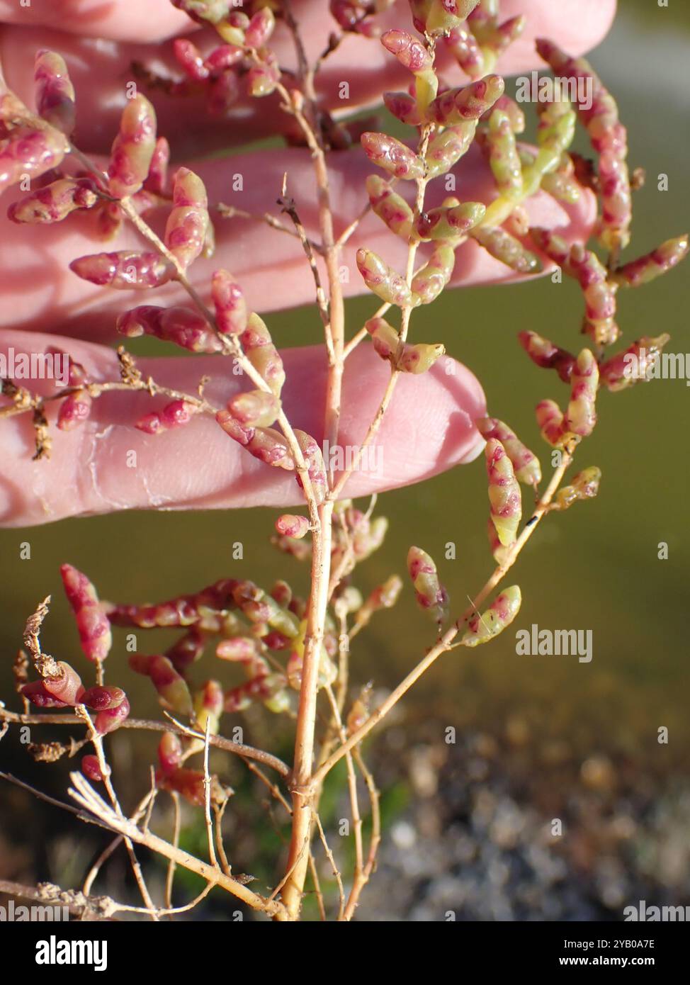 Common Glasswort (Salicornia europaea) Plantae Stock Photo - Alamy