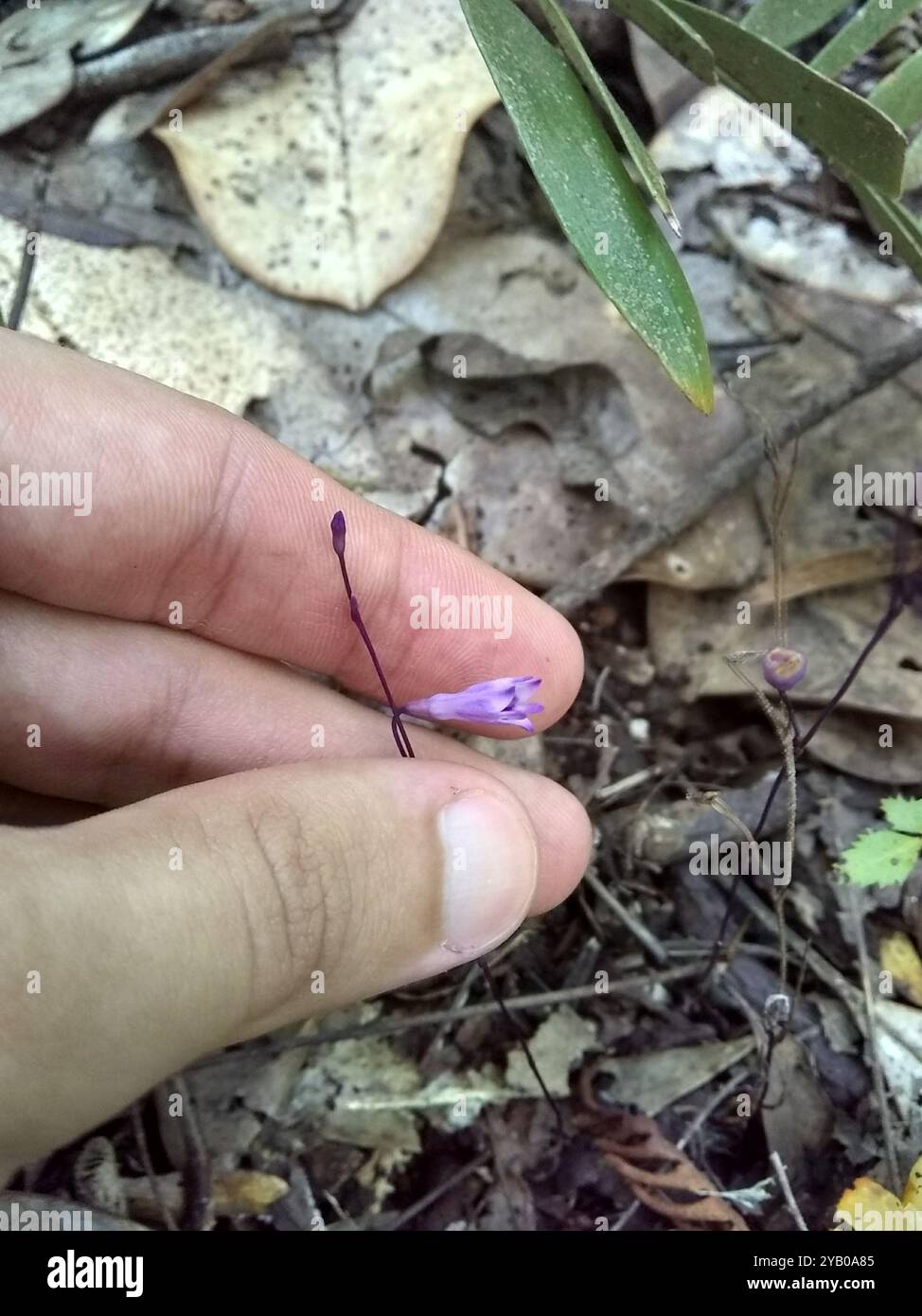 Nodding nixie (Apteria aphylla) Plantae Stock Photo - Alamy
