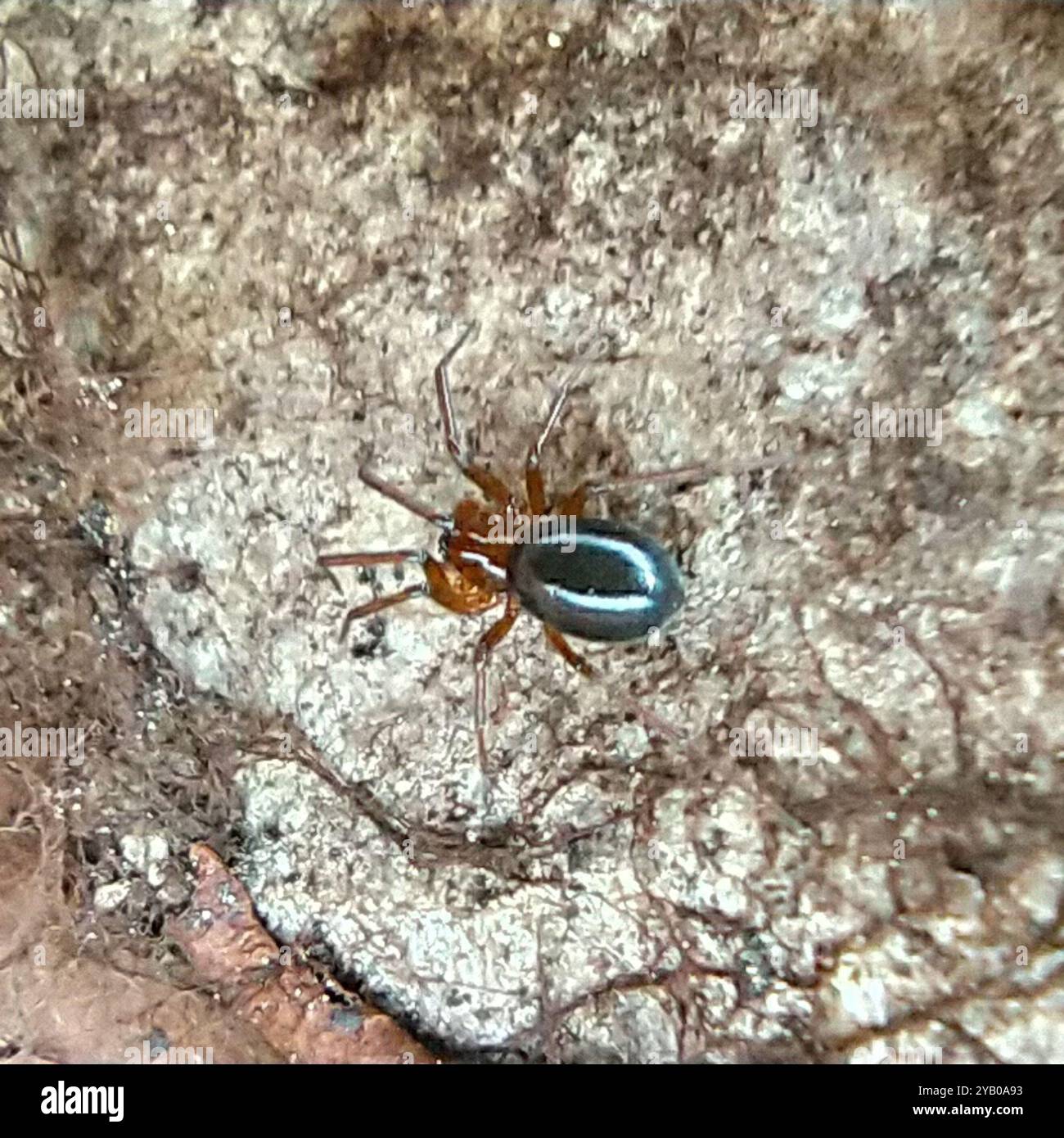 Sheetweb and Dwarf Weavers (Linyphiidae) Arachnida Stock Photo - Alamy