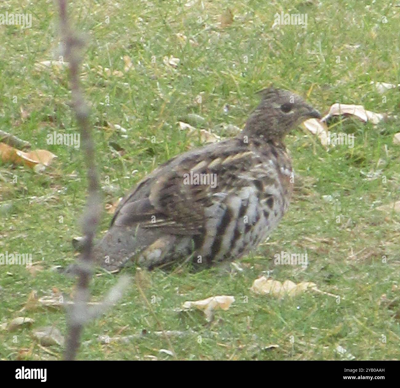 Ruffed Grouse (Bonasa umbellus) Aves Stock Photo - Alamy