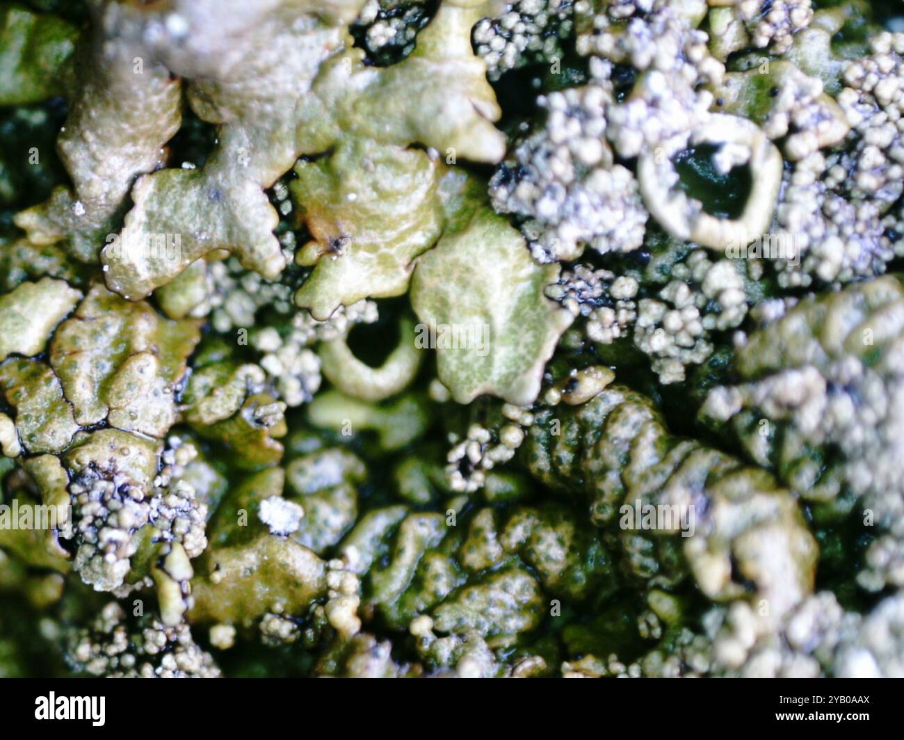 Blistered Camouflage Lichen (Xanthoparmelia loxodes) Fungi Stock Photo ...