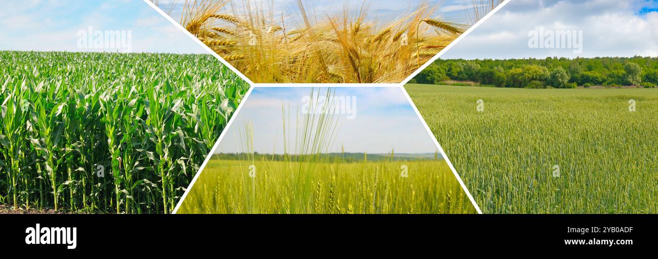 Agricultural fields and blue sky. Photo collage. Wide photo Stock Photo ...