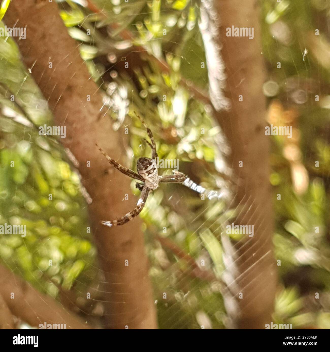 Saint Andrew's Cross Spider (Argiope keyserlingi) Arachnida Stock Photo ...