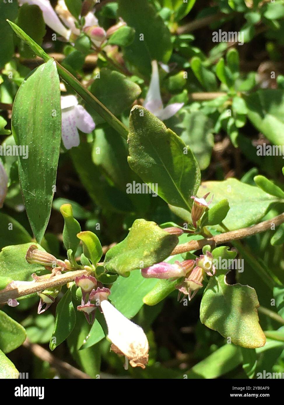 Georgia calamint (Clinopodium carolinianum) Plantae Stock Photo - Alamy
