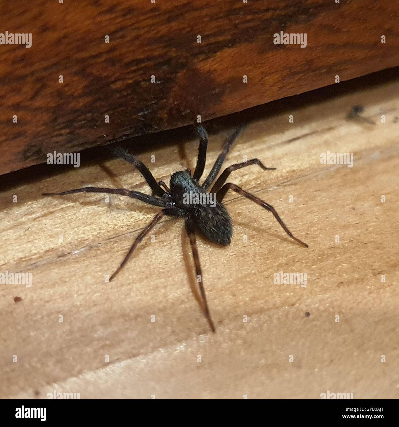 Badumna longinqua hi-res stock photography and images - Alamy