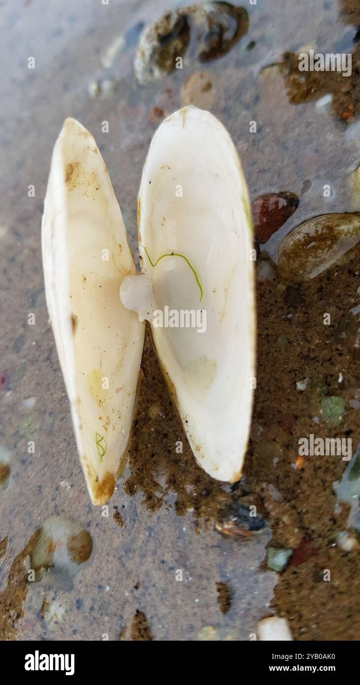 Soft-shelled Clam (Mya arenaria) Mollusca Stock Photo - Alamy