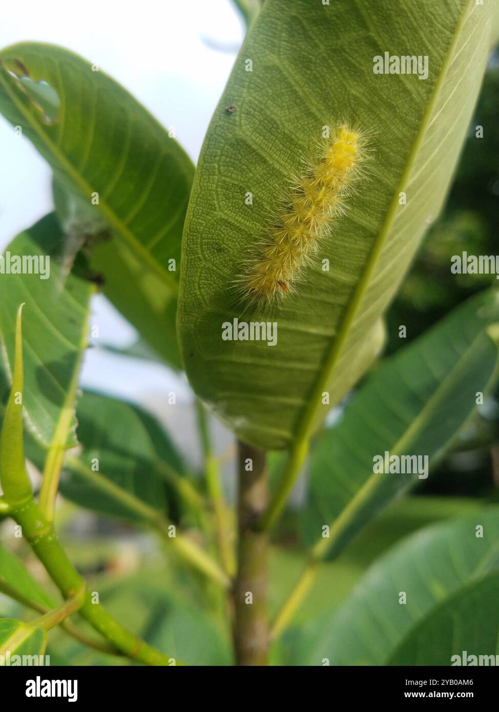 Edwards' Wasp Moth (Lymire edwardsii) Insecta Stock Photo - Alamy
