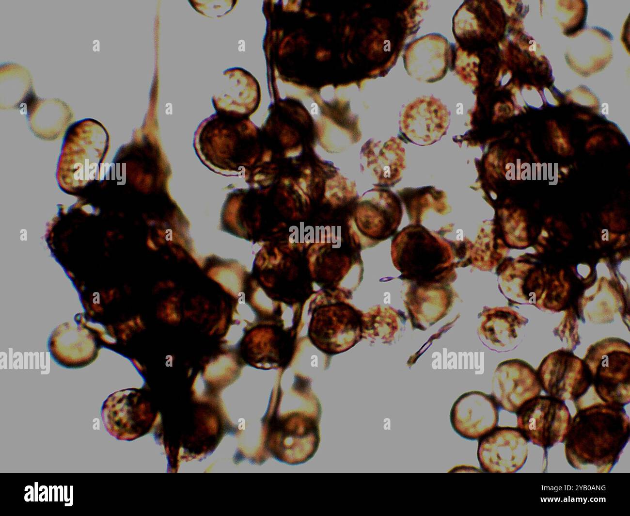 Tapioca Slime Mold (Brefeldia maxima) Protozoa Stock Photo - Alamy