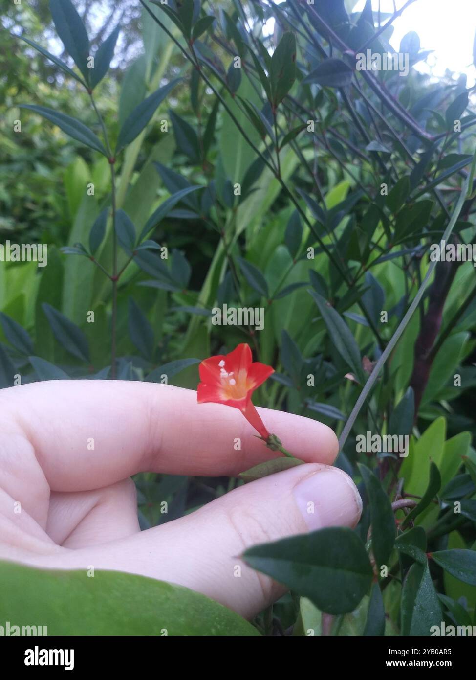 red morning glory (Ipomoea coccinea) Plantae Stock Photo - Alamy