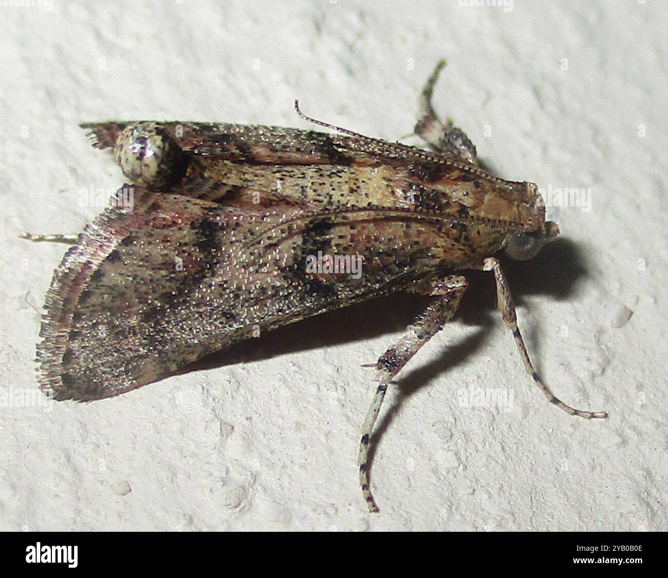 Butterflies and Moths (Lepidoptera) Insecta Stock Photo - Alamy