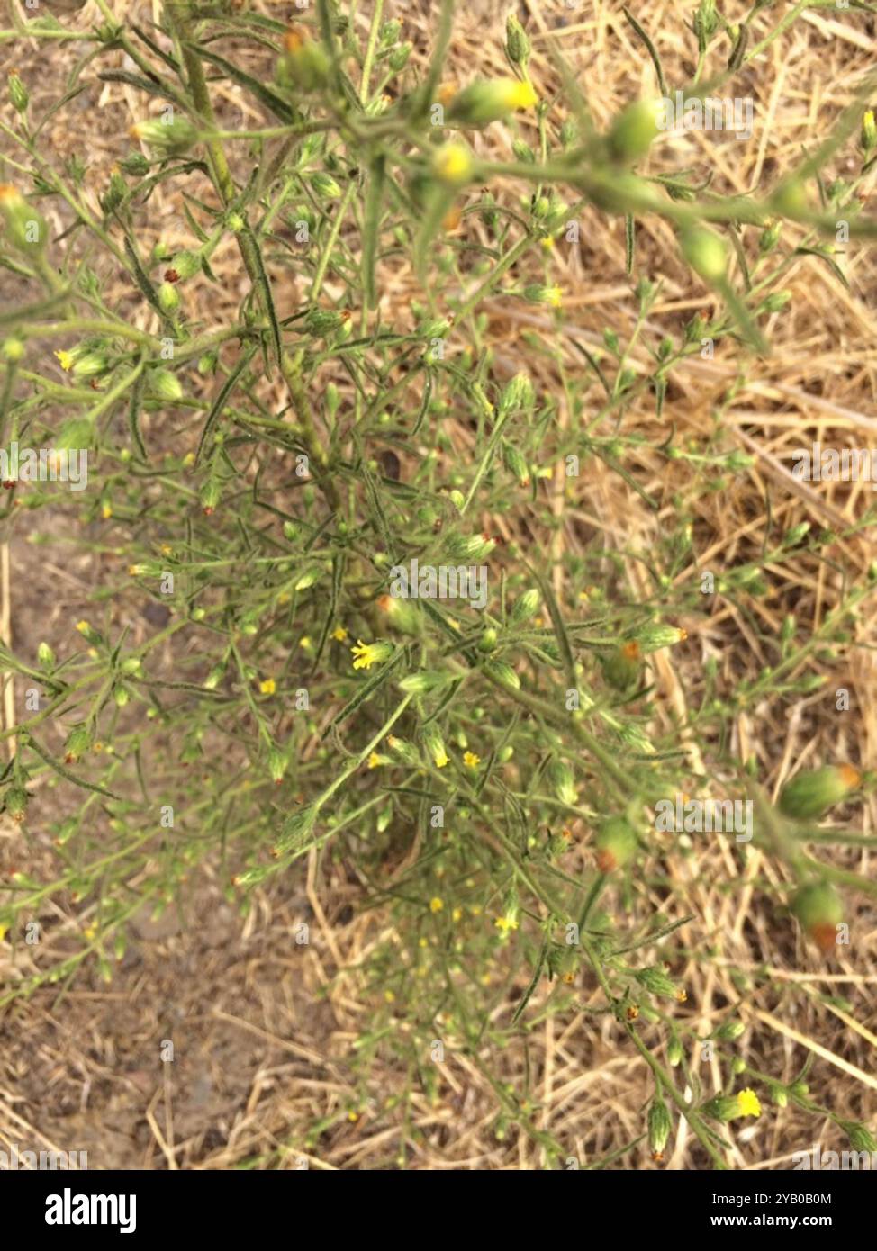 Stinkwort (Dittrichia graveolens) Plantae Stock Photo - Alamy