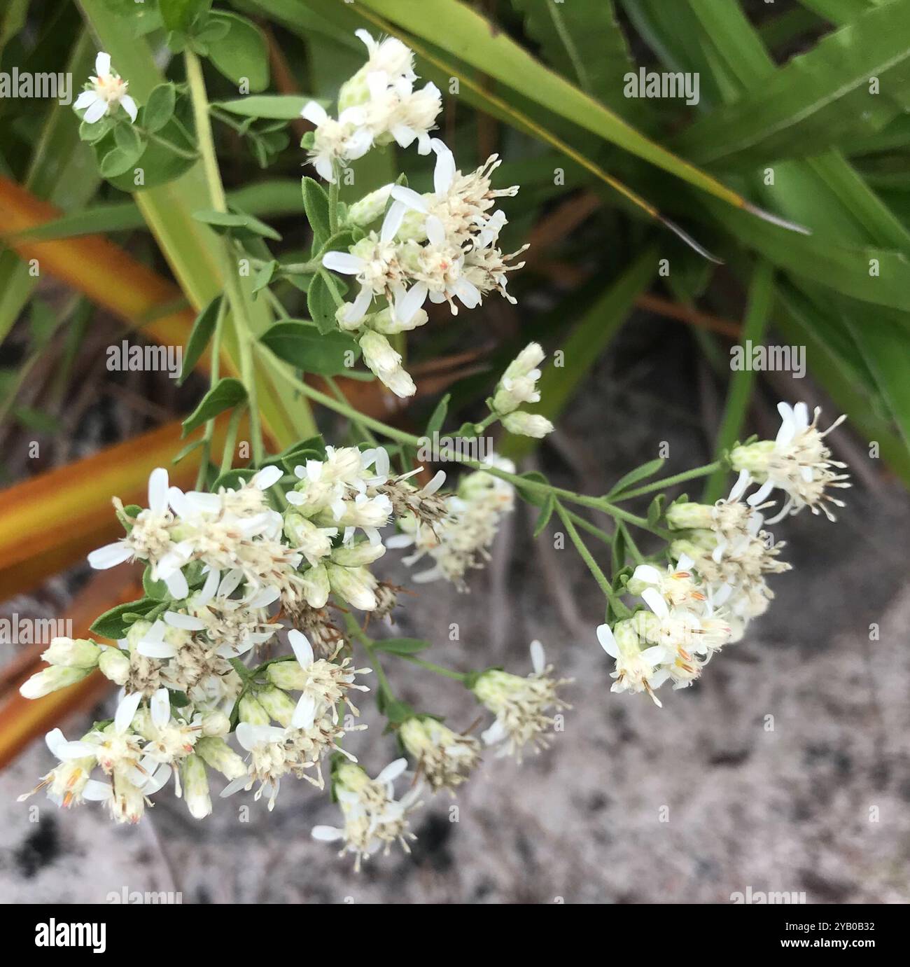 Dixie aster (Sericocarpus tortifolius) Plantae Stock Photo - Alamy