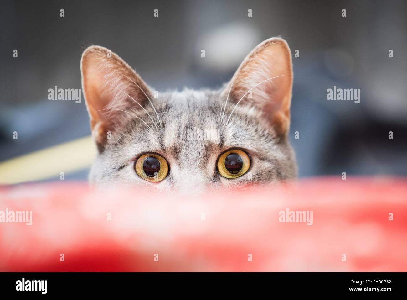 Curious cat half hidden, looking straight at the camera with big yellow ...