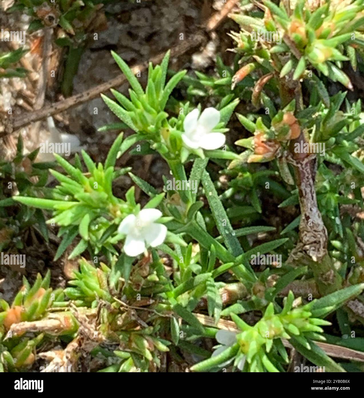 Rust Weed (Polypremum procumbens) Plantae Stock Photo - Alamy