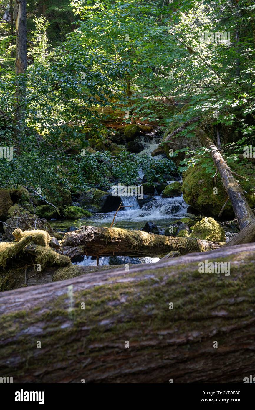 A flowing stram surrounded by greenery on the Silver Falls Loop Trail ...