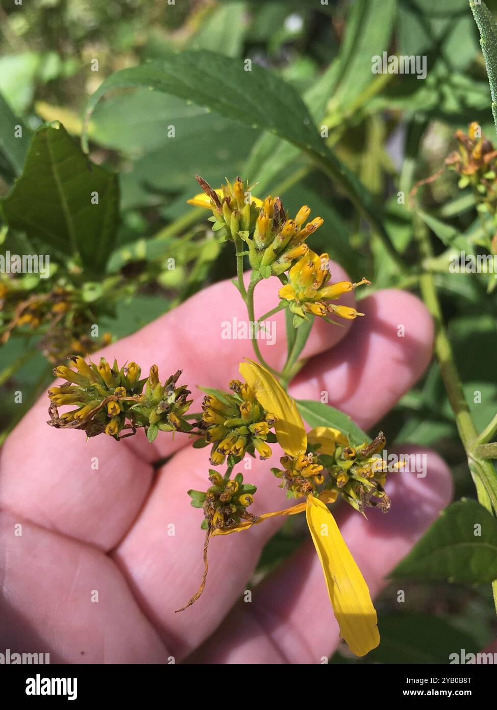 Yellow Crownbeard (Verbesina occidentalis) Plantae Stock Photo - Alamy