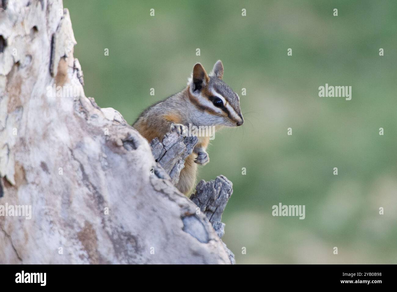 Cliff Chipmunk (Neotamias dorsalis) Mammalia Stock Photo - Alamy