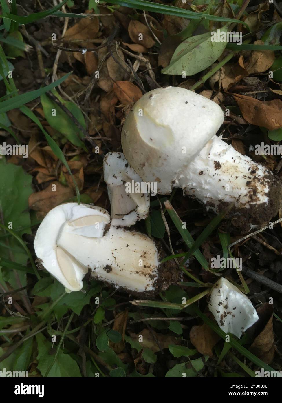 White Dapperling (Leucoagaricus leucothites) Fungi Stock Photo - Alamy