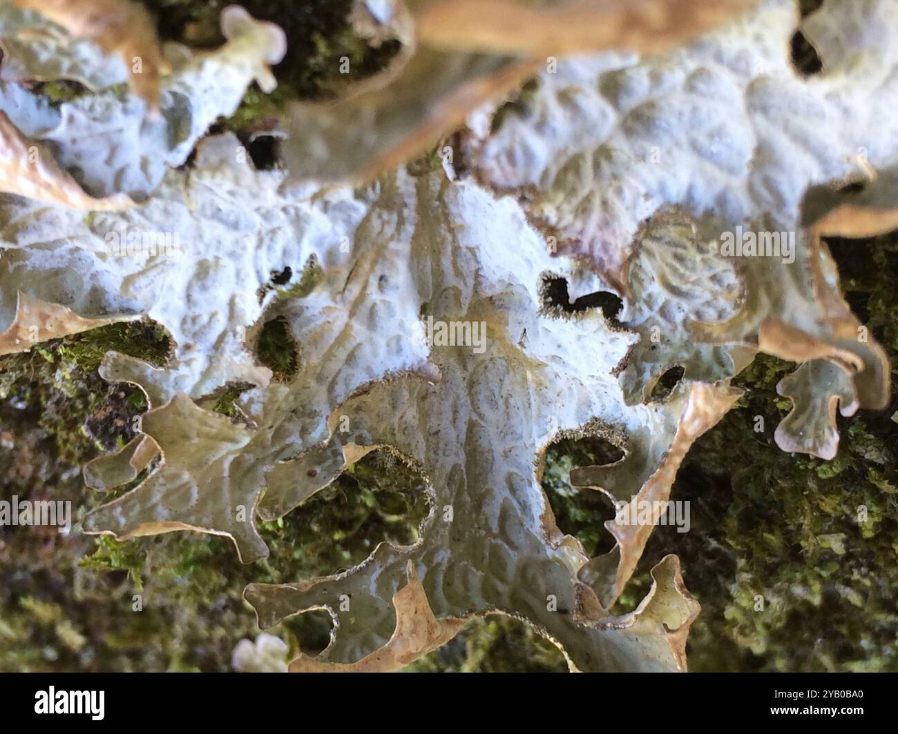 Tree Lungwort (Lobaria pulmonaria) Fungi Stock Photo - Alamy