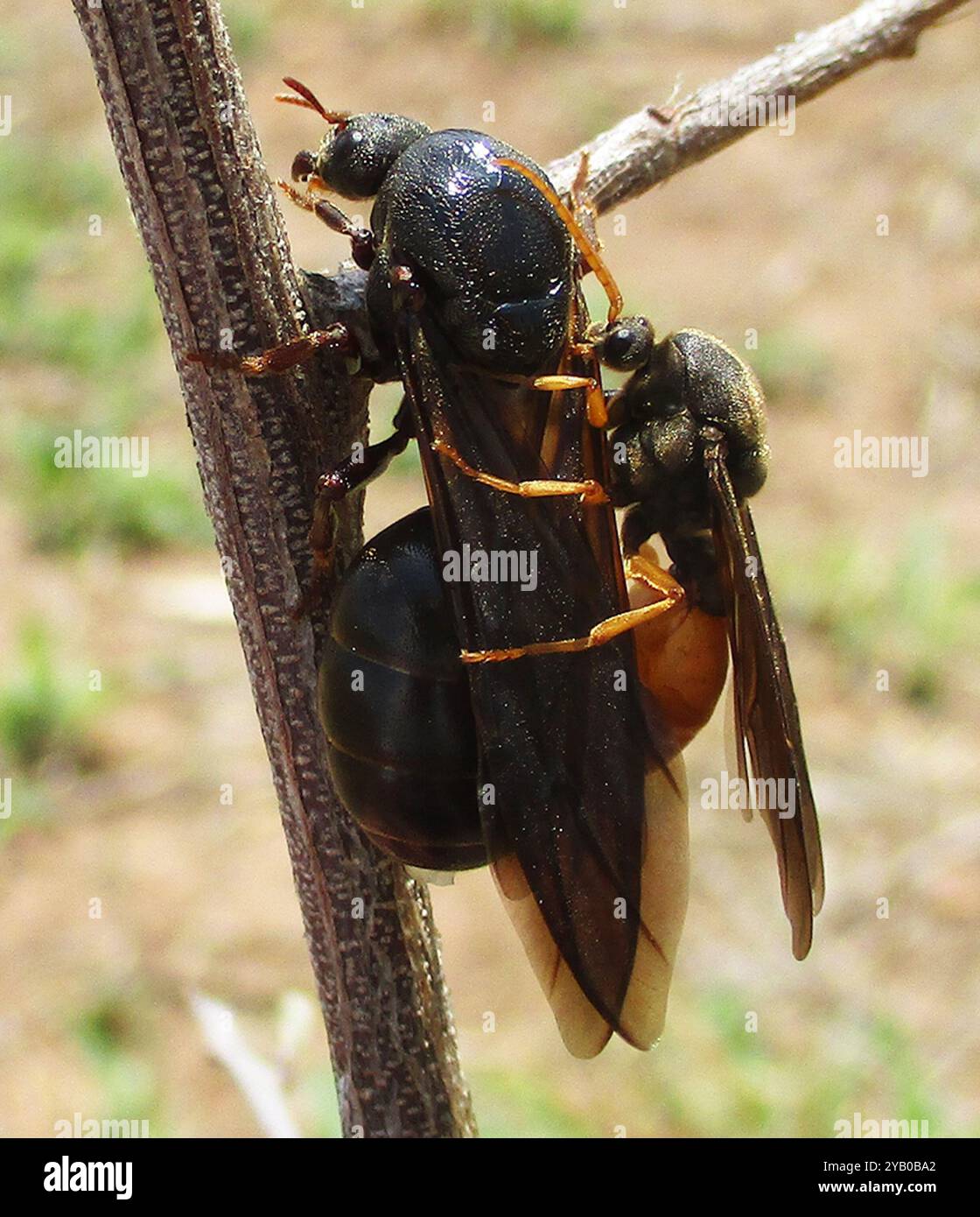 Carebara ant hi-res stock photography and images - Alamy