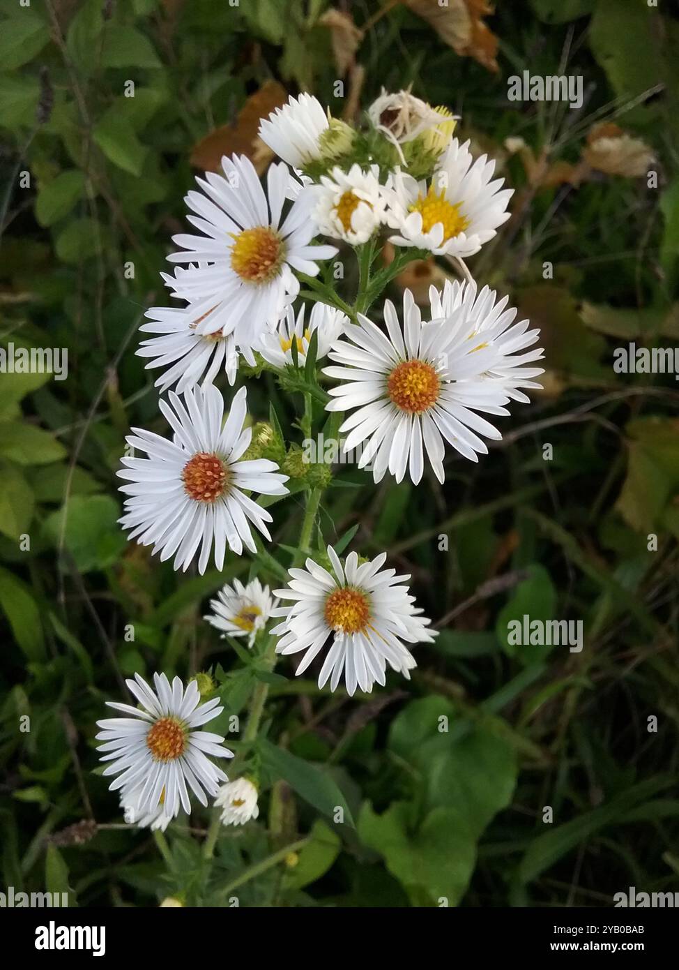 hairy white oldfield aster (Symphyotrichum pilosum) Plantae Stock Photo ...